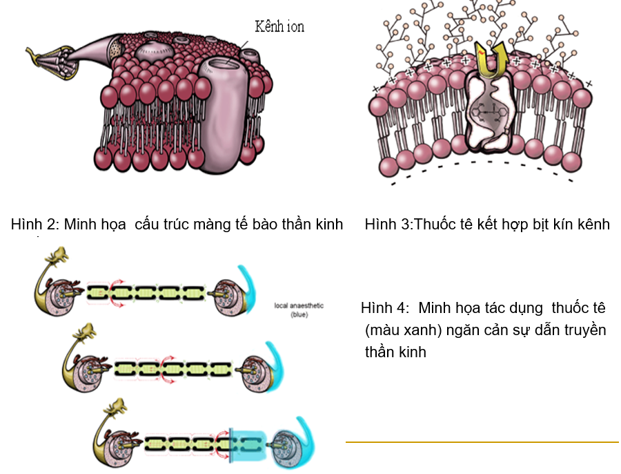 Cơ Chế Tác động Của Thuốc Tê